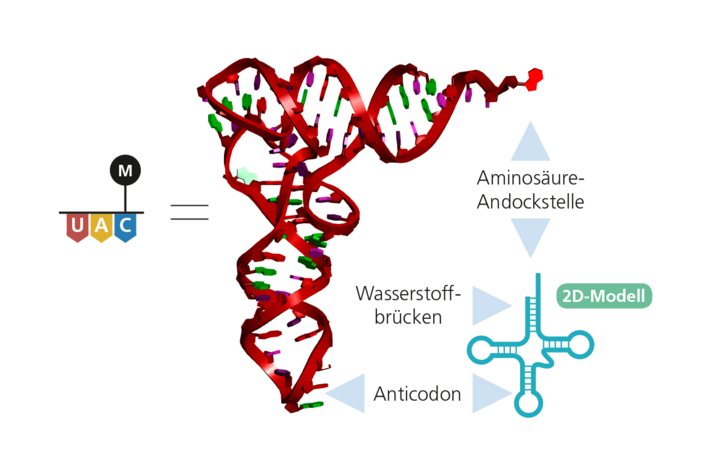 Proteinsynthese | molecool.ch | Molecool Kosmos RNA